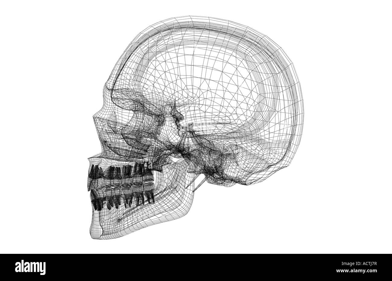 Human skull landscape Cut Out Stock Images & Pictures - Alamy