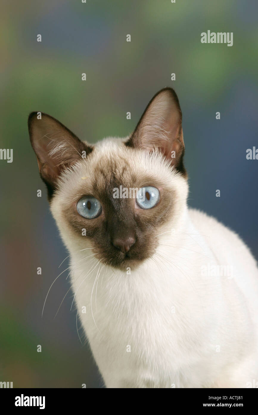 Classic Siamese Cat chocolate point Thaikatze chocolate point aussen ...