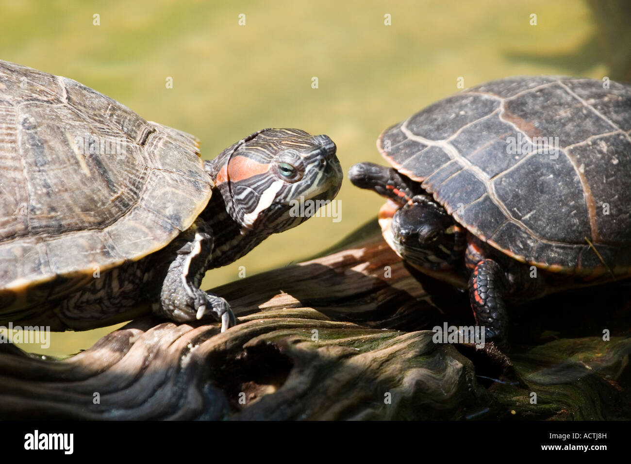 Two turtles hi-res stock photography and images - Alamy