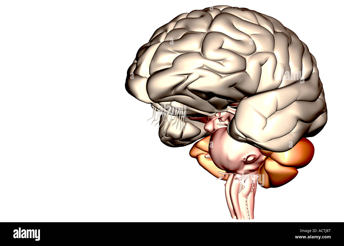 Metencephalon High Resolution Stock Photography and Images - Alamy
