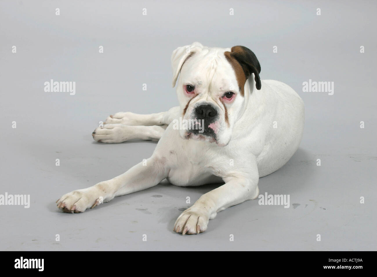 German Boxer white Deutscher Boxer weiss innen Studio indoor Stock ...