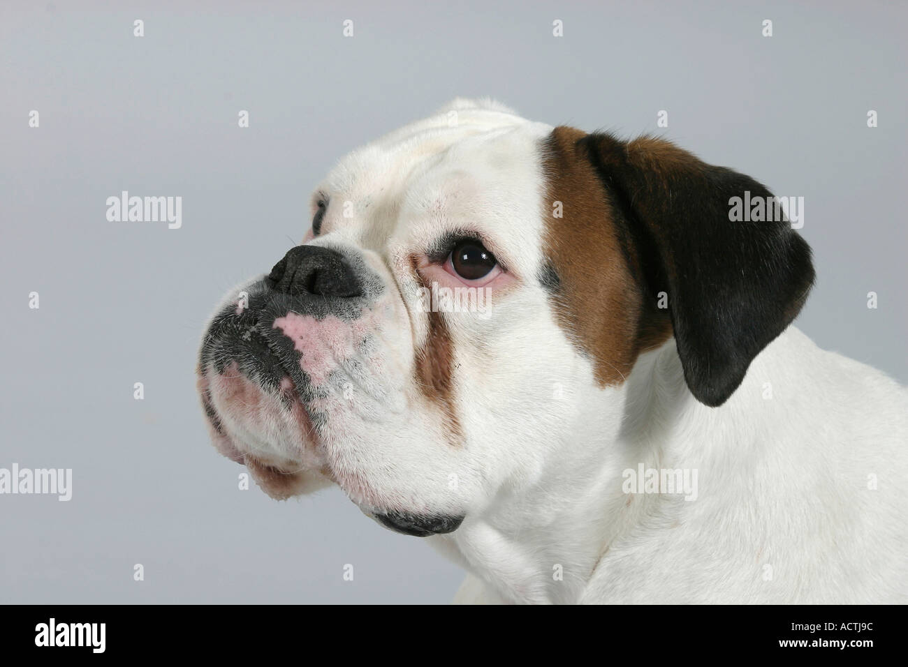 German Boxer white Deutscher Boxer weiss innen Studio indoor Stock ...