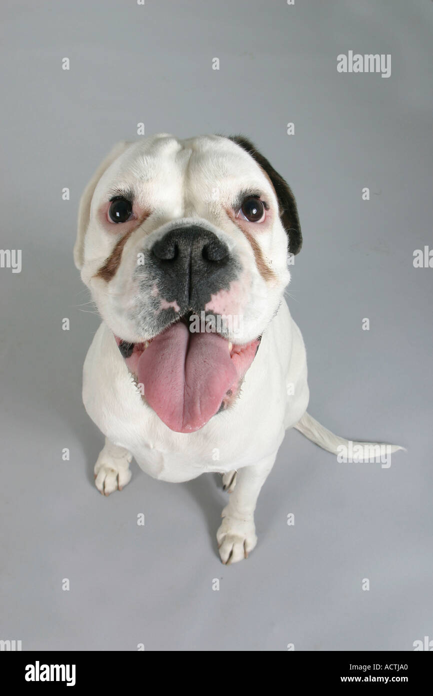 German Boxer white Deutscher Boxer weiss innen Studio indoor Stock ...