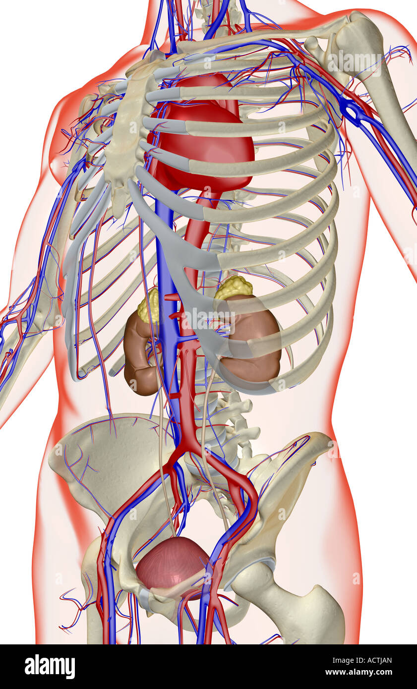 The urinary system Stock Photo - Alamy