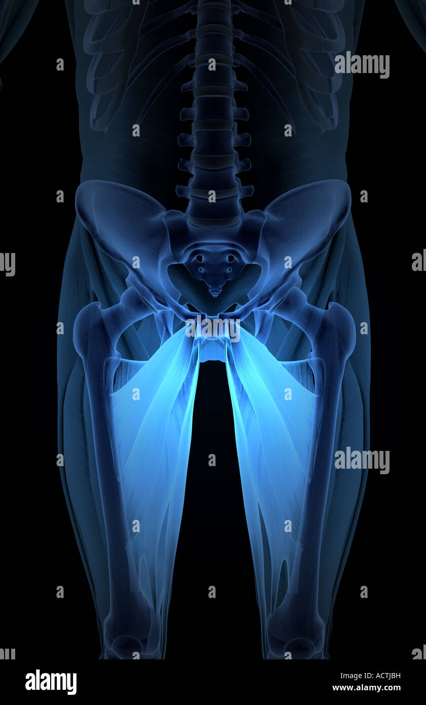 Upper leg hi-res stock photography and images - Alamy