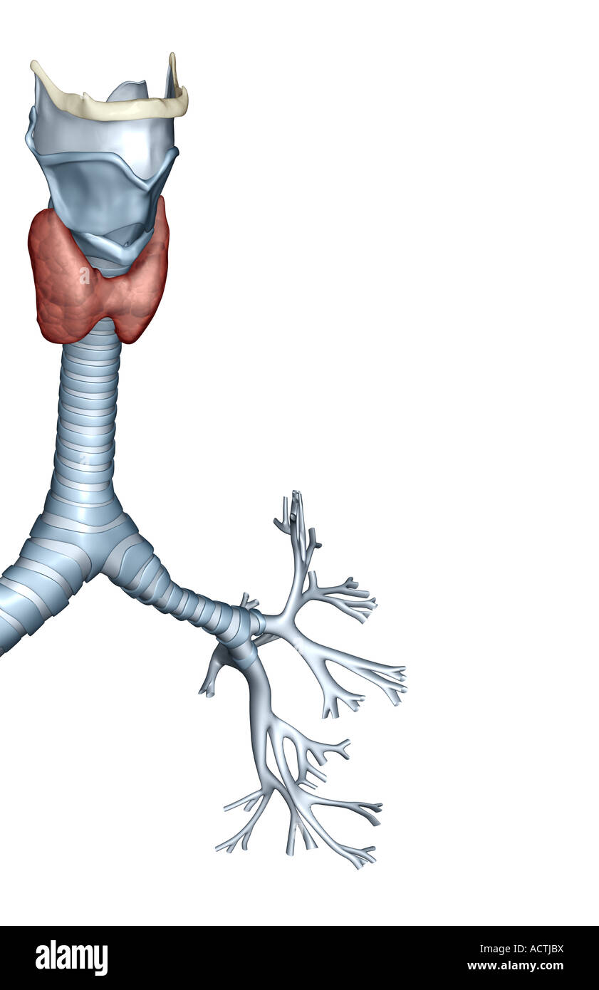 Bronchi and bronchioles hi-res stock photography and images - Alamy