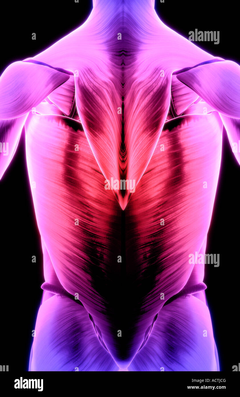 Muscles of the back Stock Photo - Alamy