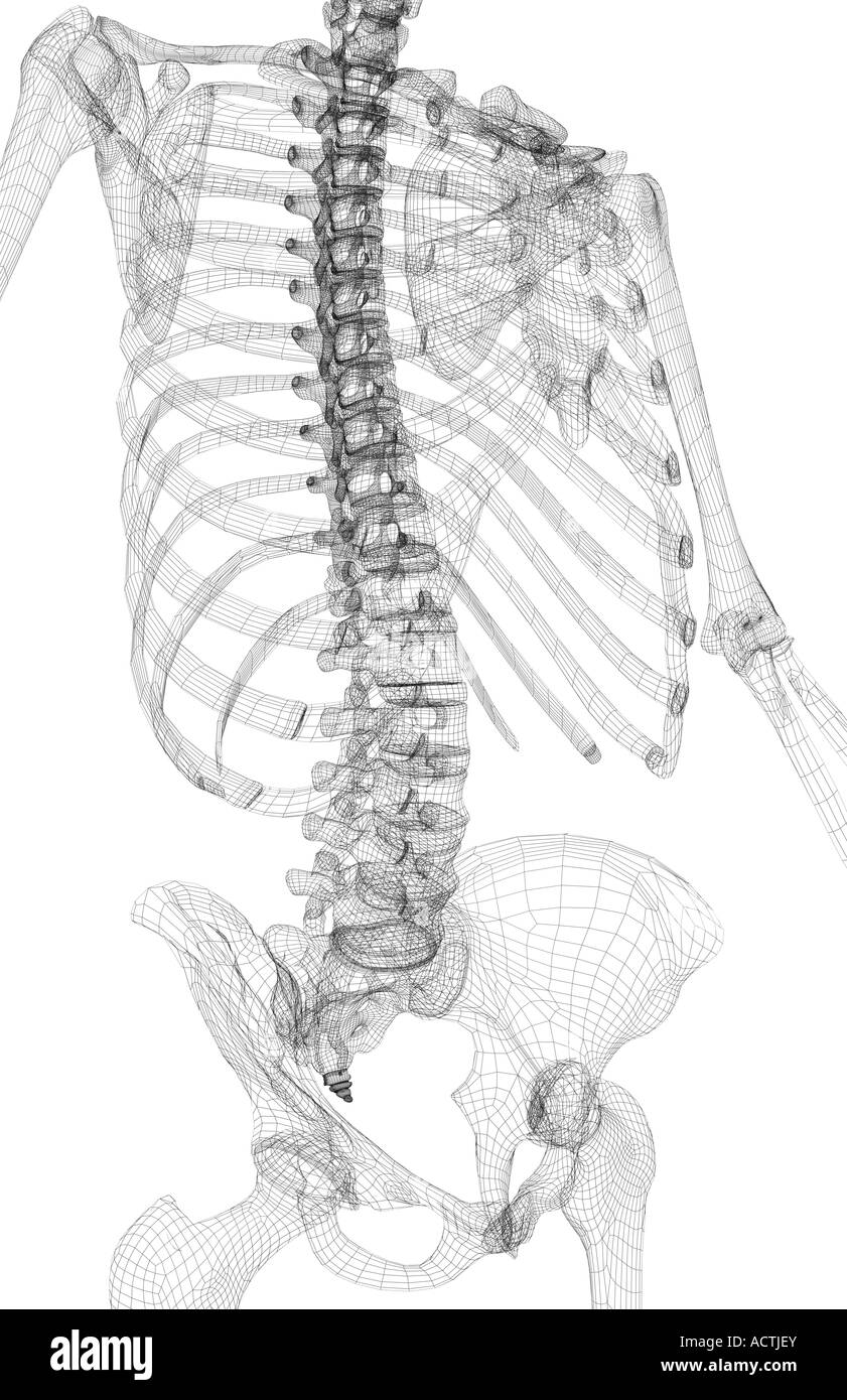 The bones of the upper body Stock Photo - Alamy