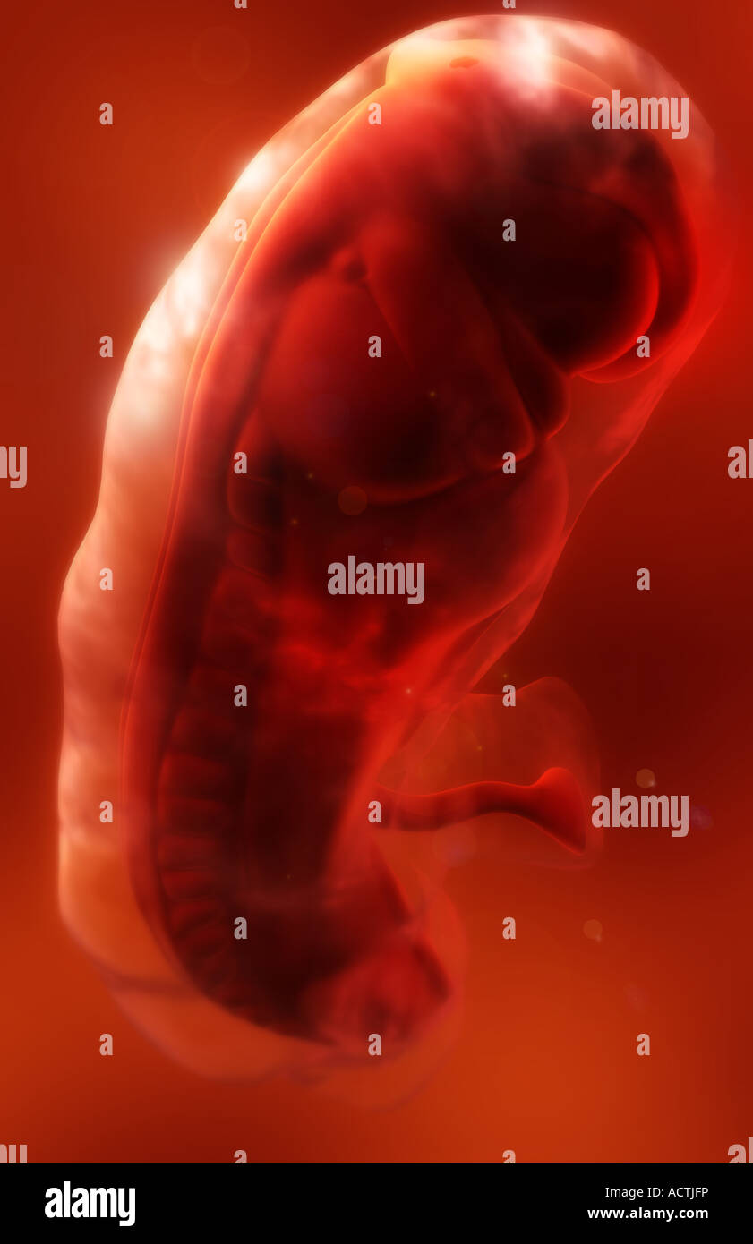 Human embryo development hi-res stock photography and images - Alamy