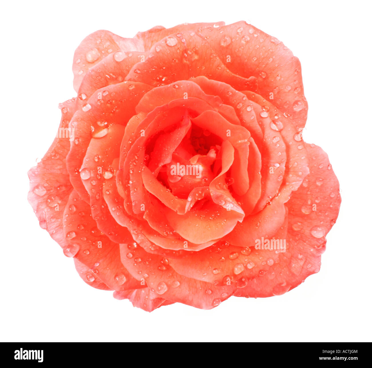 Pink rose bloom Stock Photo - Alamy