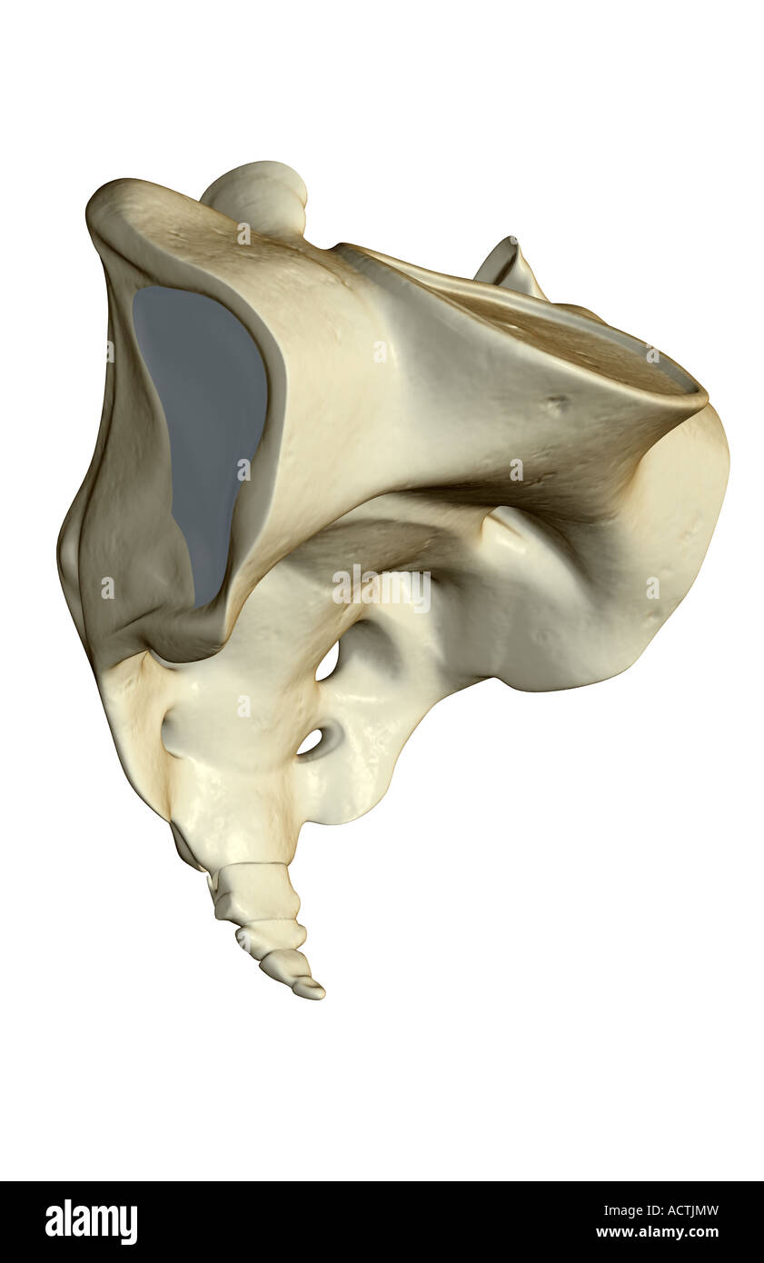 Ala of sacrum hi-res stock photography and images - Alamy