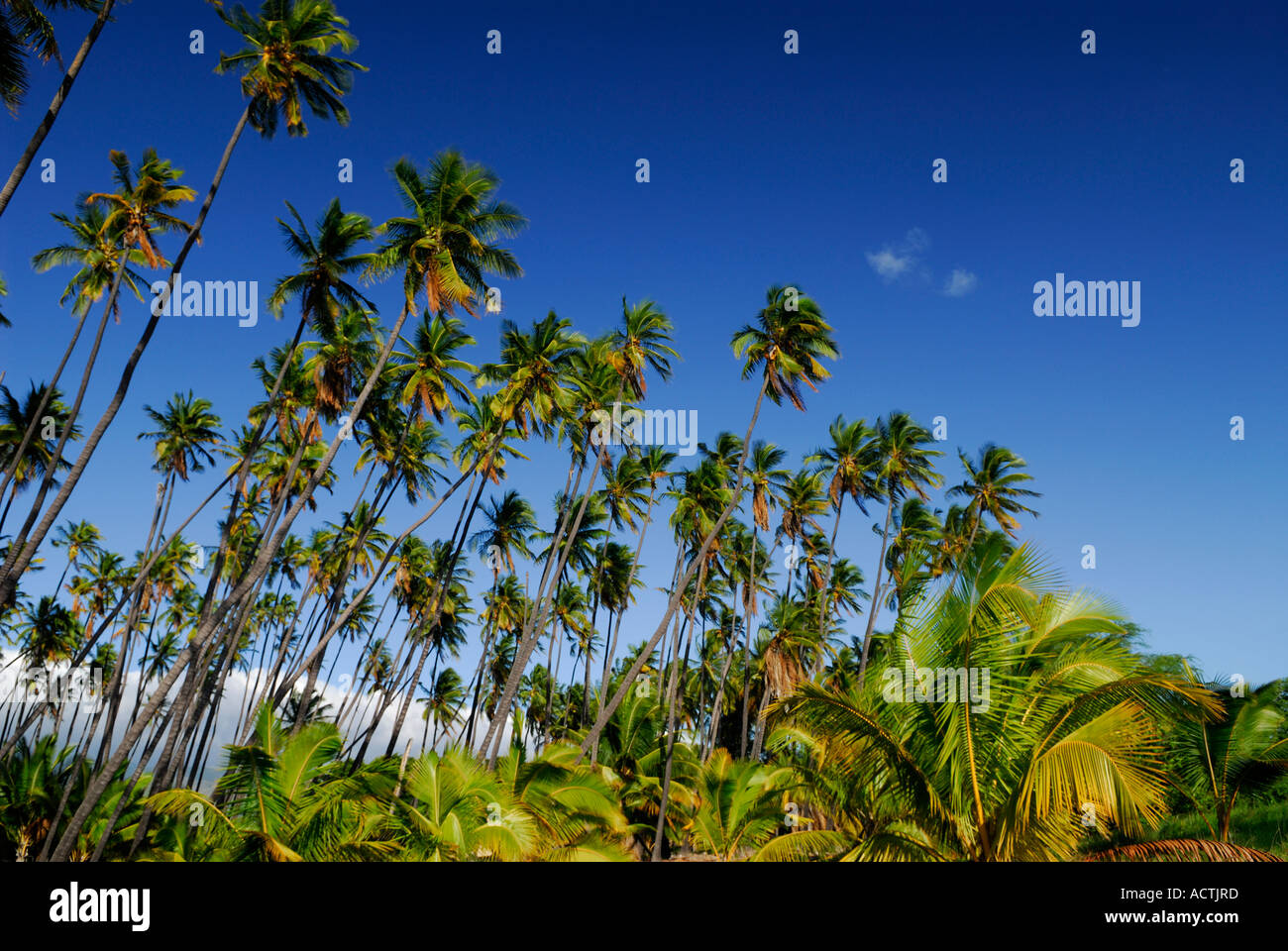 Kapuaiwa royal coconut grove hi-res stock photography and images - Alamy