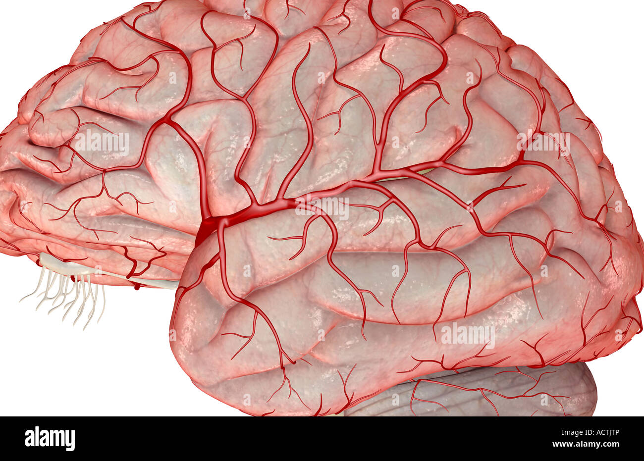 Arteries of the brain Stock Photo - Alamy
