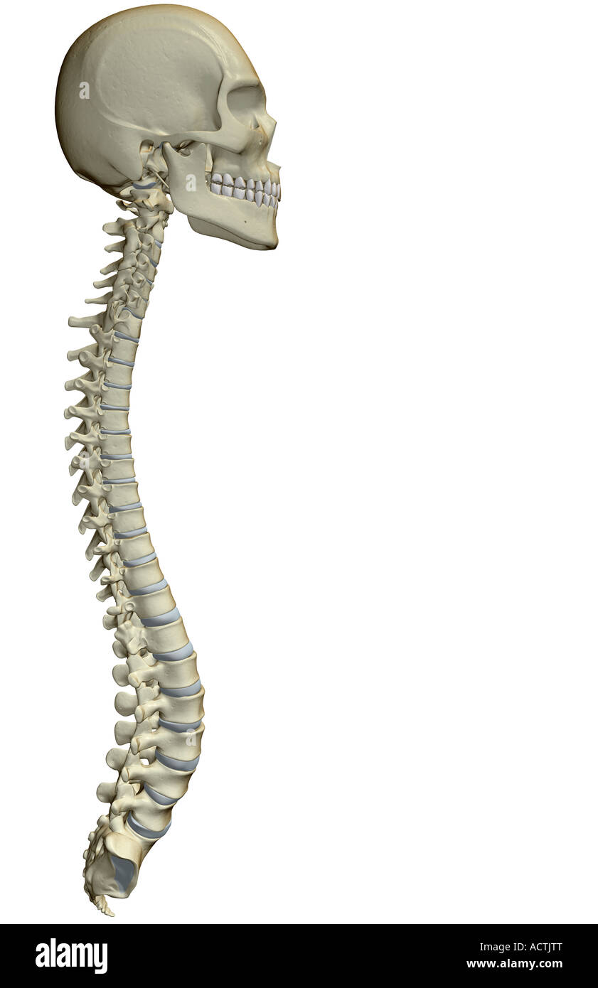 Structure human skull spinal Cut Out Stock Images & Pictures - Alamy