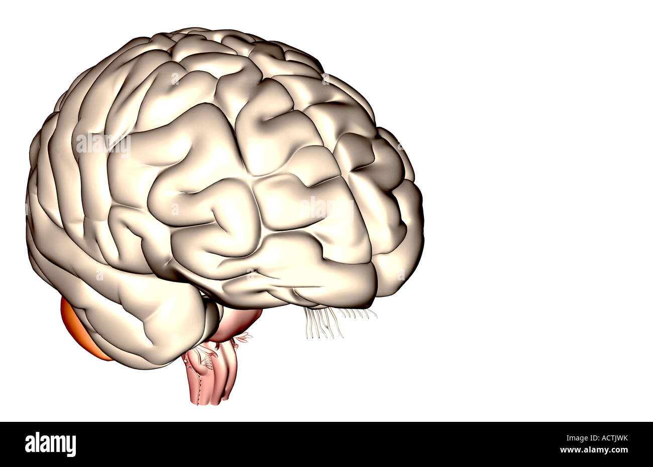 Metencephalon hi-res stock photography and images - Alamy