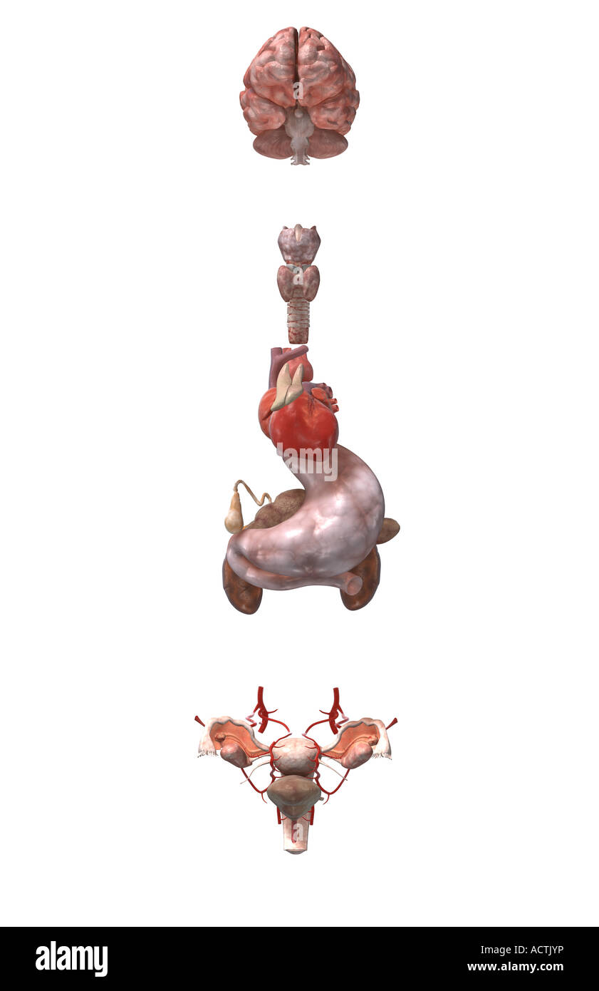 Female endocrine system hi-res stock photography and images - Alamy