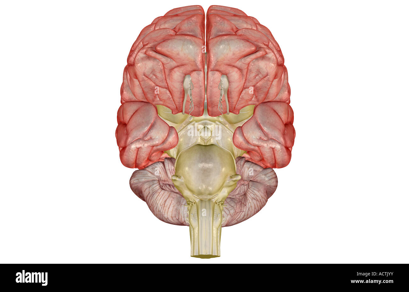 Trochlear nerve hi-res stock photography and images - Alamy