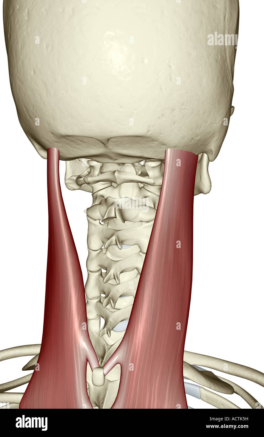 Splenius Capitis High Resolution Stock Photography and Images - Alamy