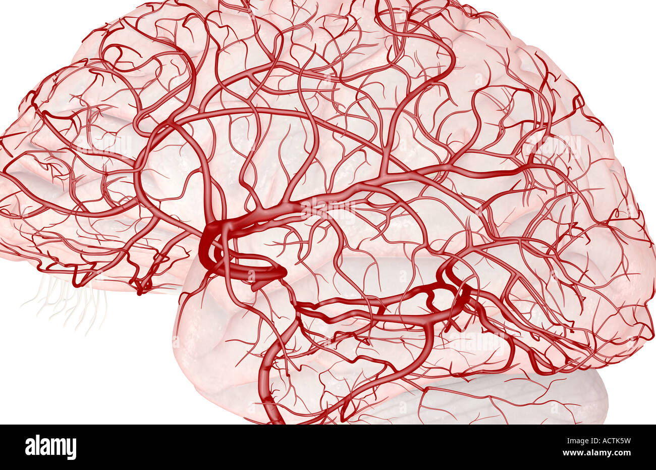 Middle cerebral artery hi-res stock photography and images - Alamy