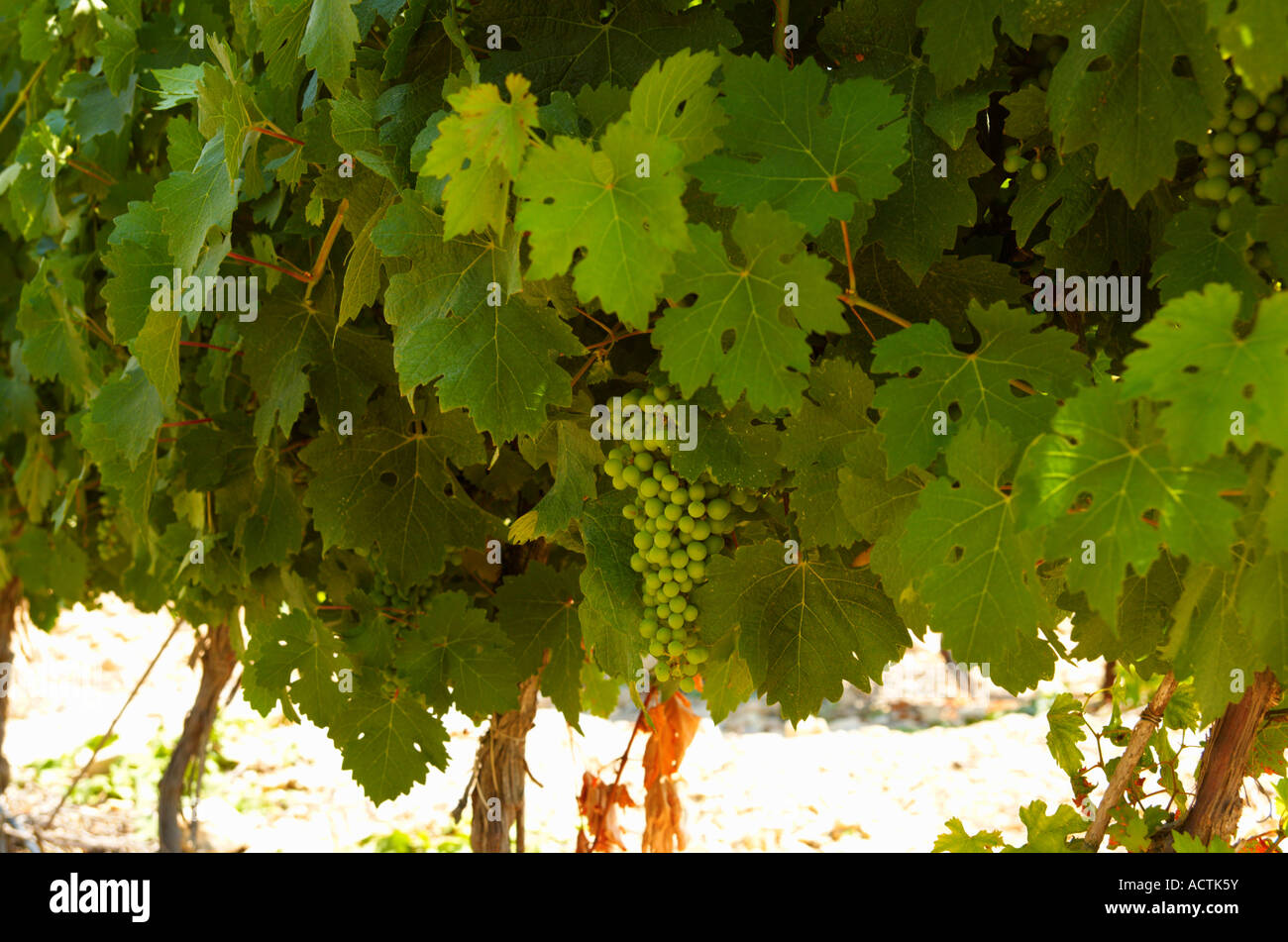 Vineyard soil type hi-res stock photography and images - Alamy