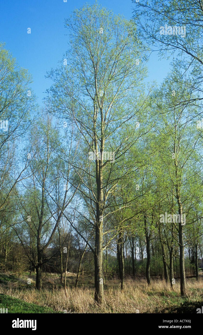 Willow coppice plantation hi-res stock photography and images - Alamy