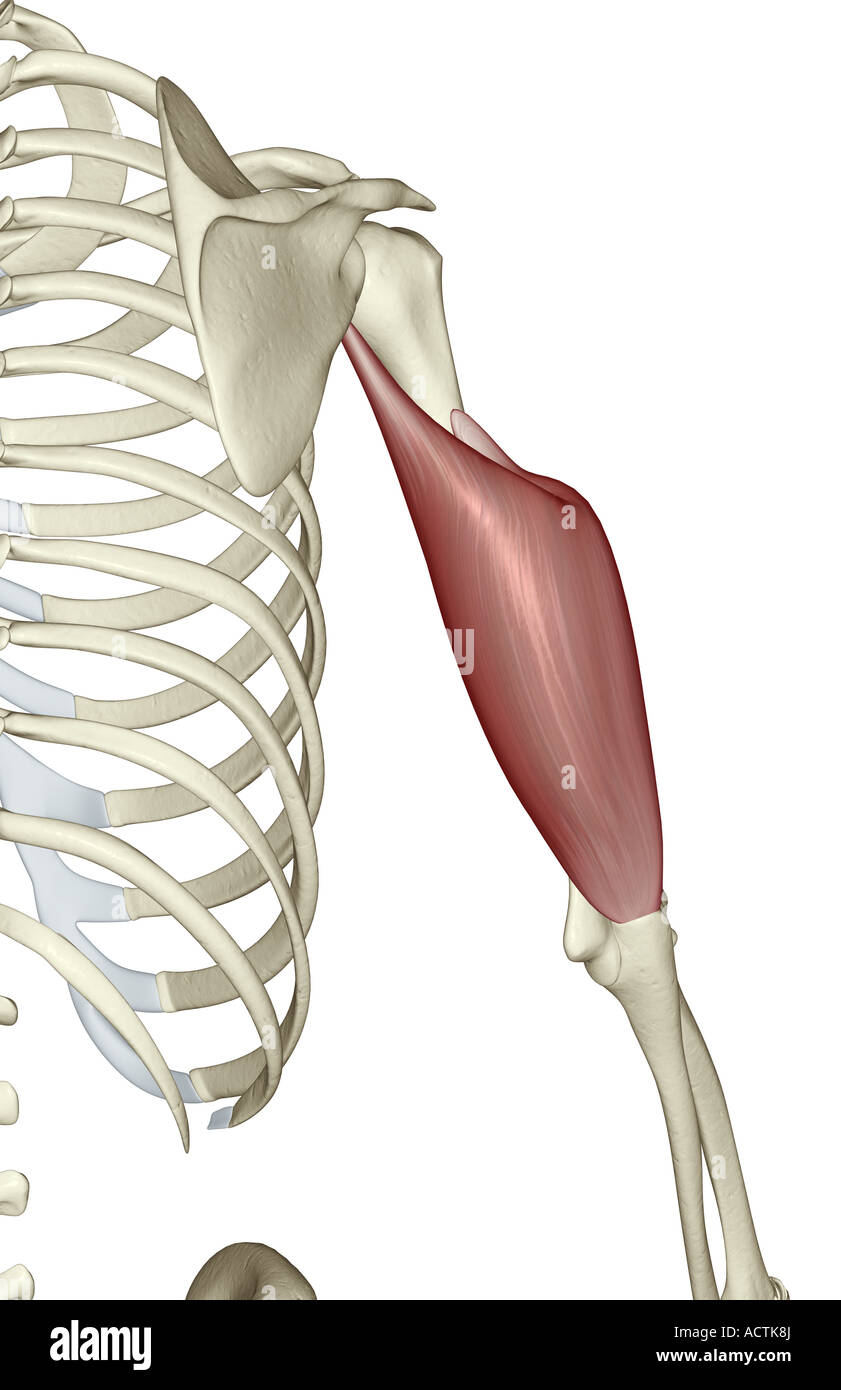 Triceps Brachii High Resolution Stock Photography and Images - Alamy