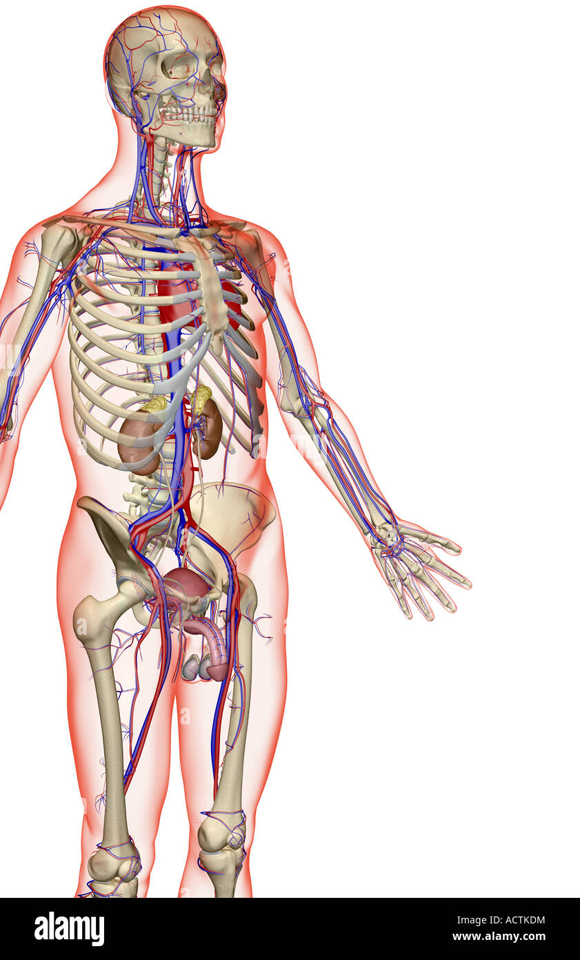 Body blood supply hi-res stock photography and images - Alamy