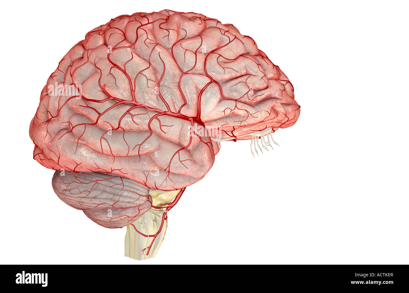 Middle Cerebral Artery High Resolution Stock Photography and Images - Alamy