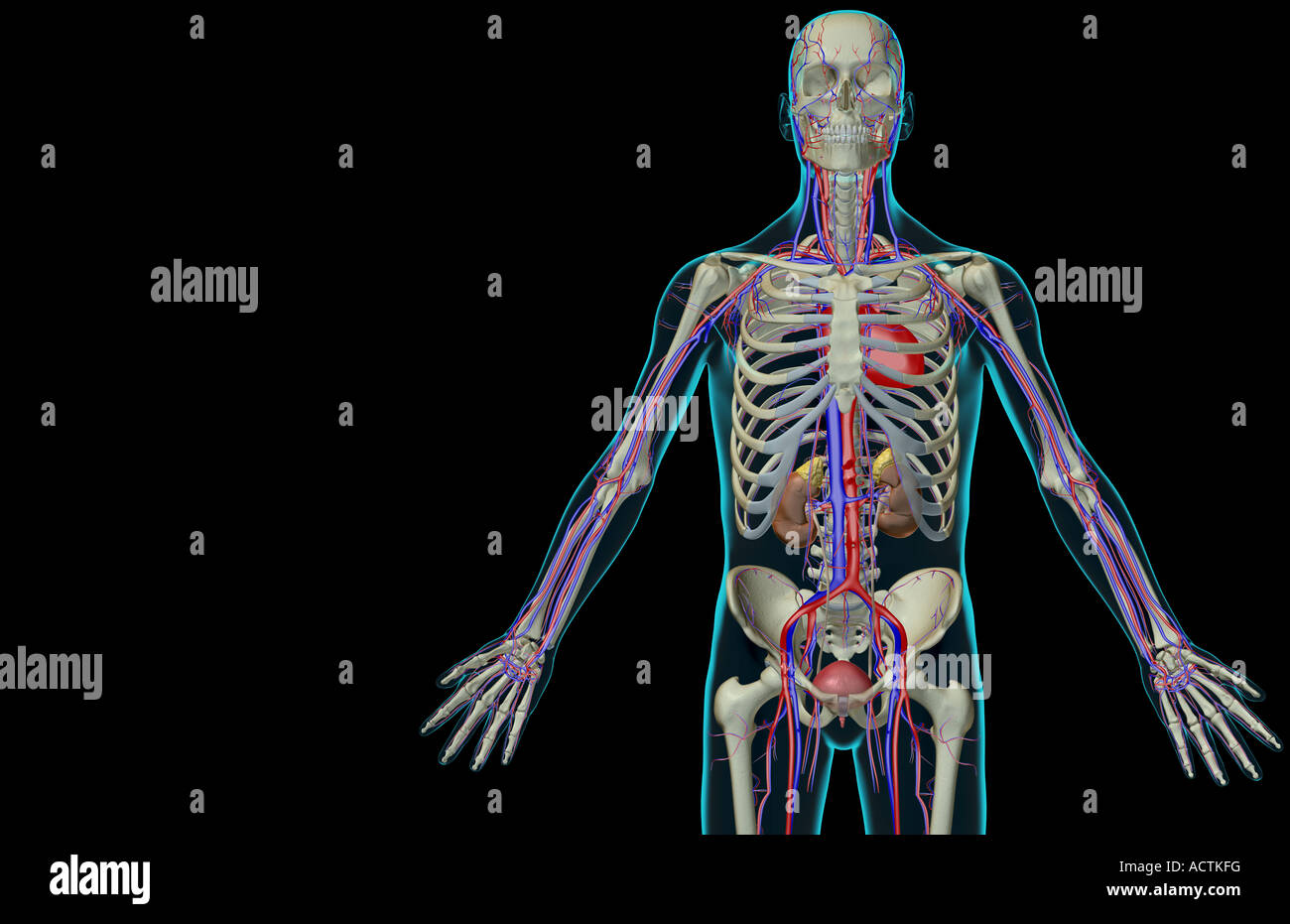 The urinary system Stock Photo - Alamy
