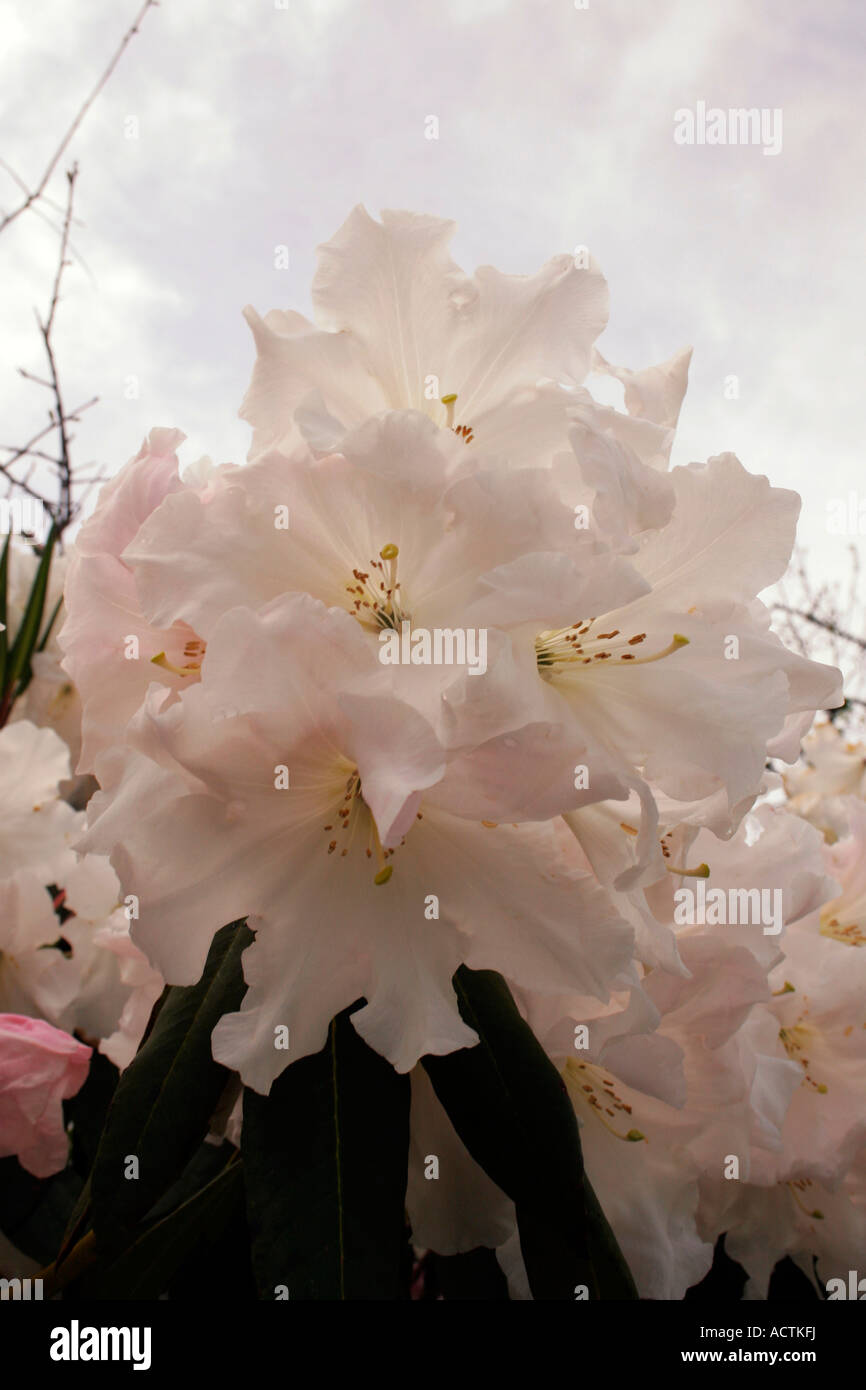 HORTICULTURE. RHODODENDRON DECORUM. AZALEA. ERICACEAE Stock Photo - Alamy