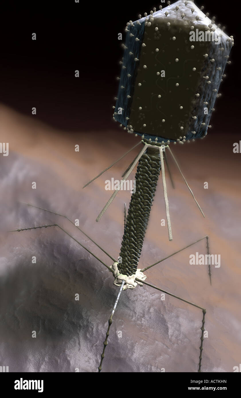 Bacteriophage hi-res stock photography and images - Alamy