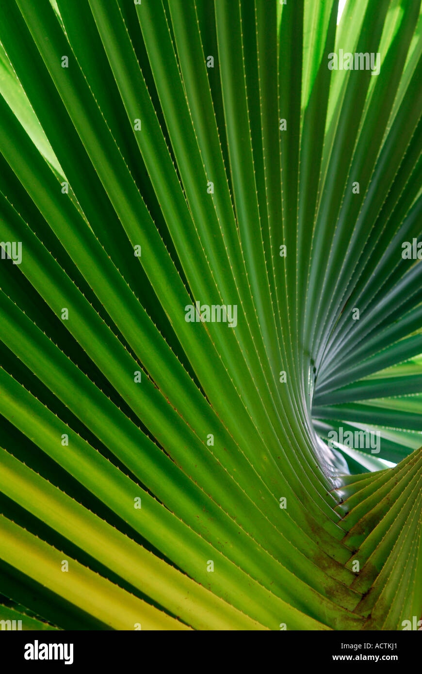 Whorl leaves hi-res stock photography and images - Alamy