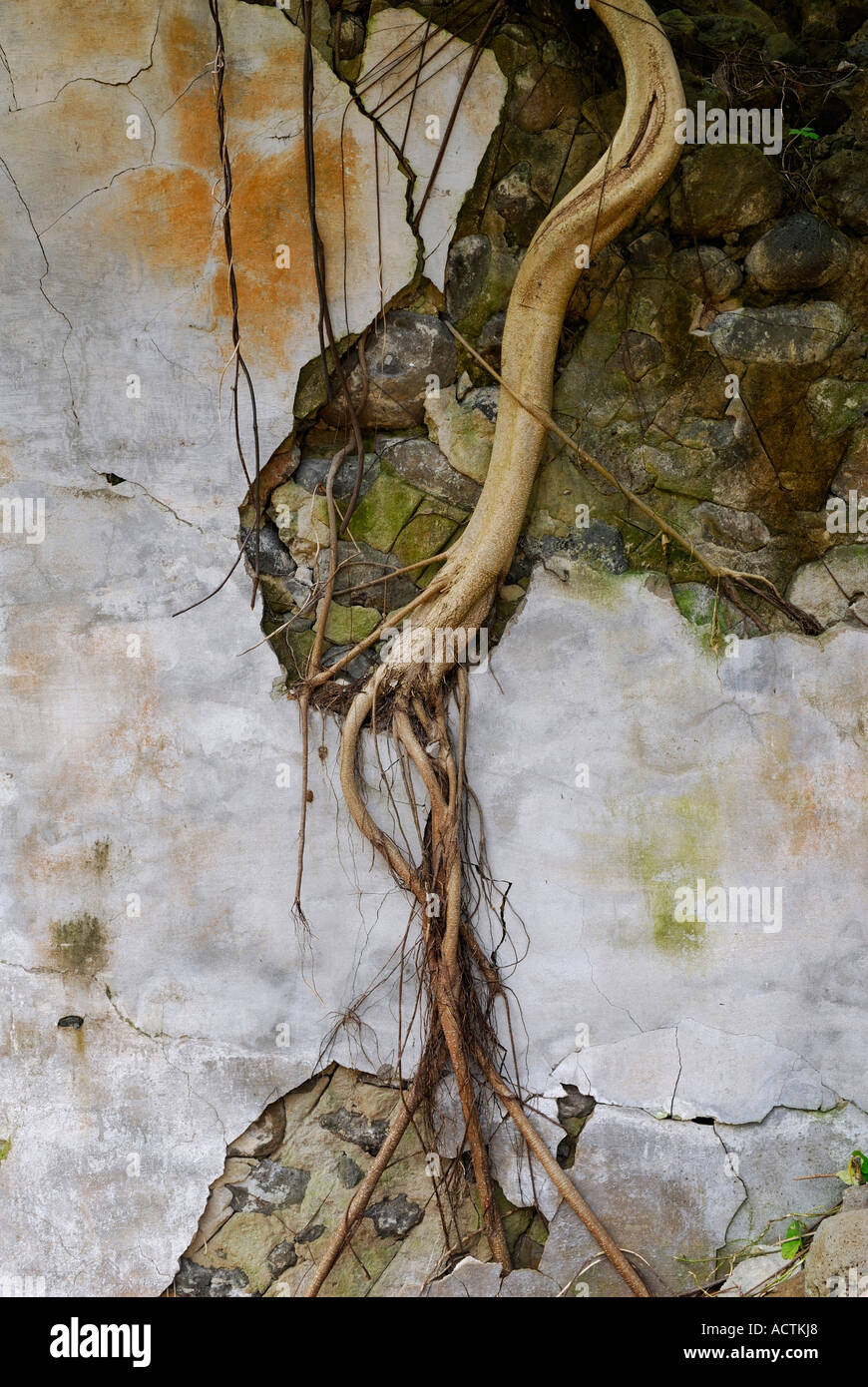Banyan tree root growing on a crumbling church wall Molokai Hawaii ...