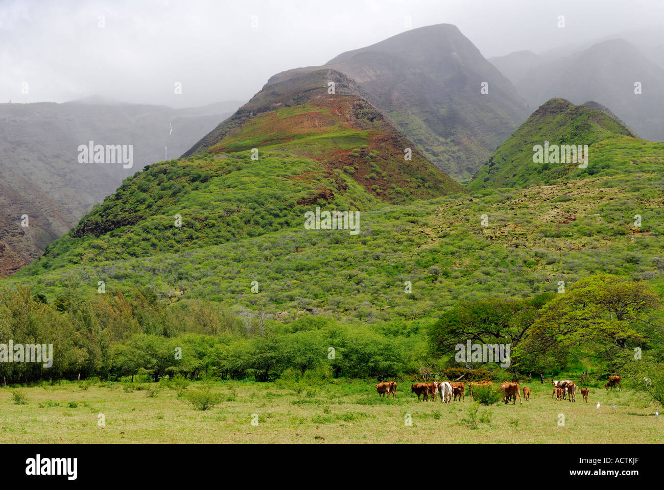 Cattle ranch at Kamalo with high cliffs and gulches Molokai Stock Photo ...