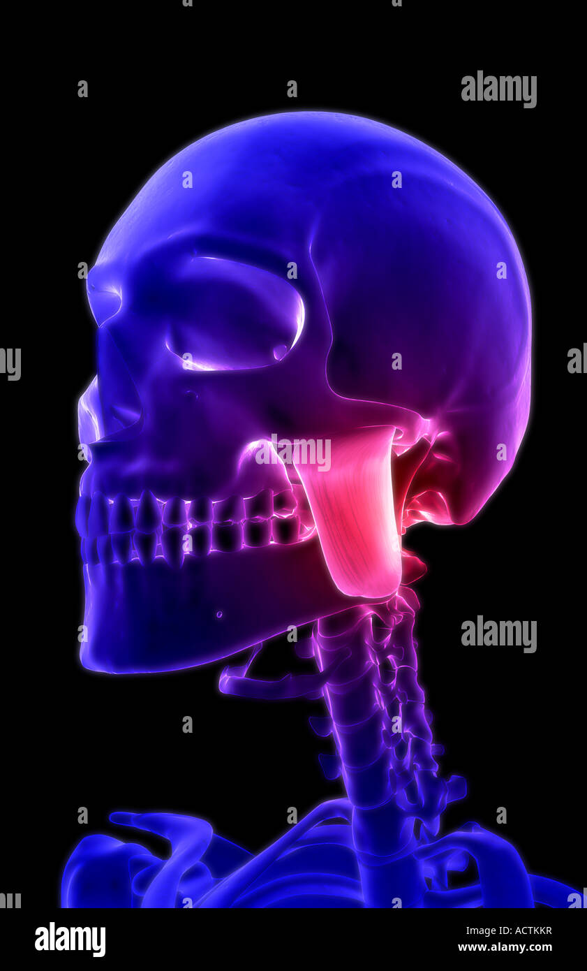 Masseter muscle hi-res stock photography and images - Alamy