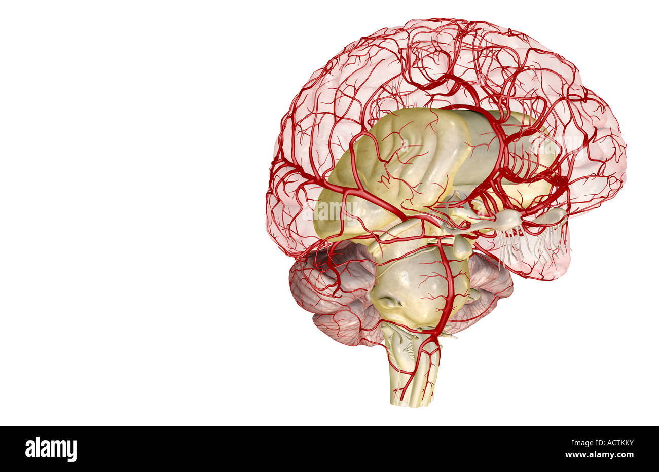 The arteries of the brain Stock Photo - Alamy