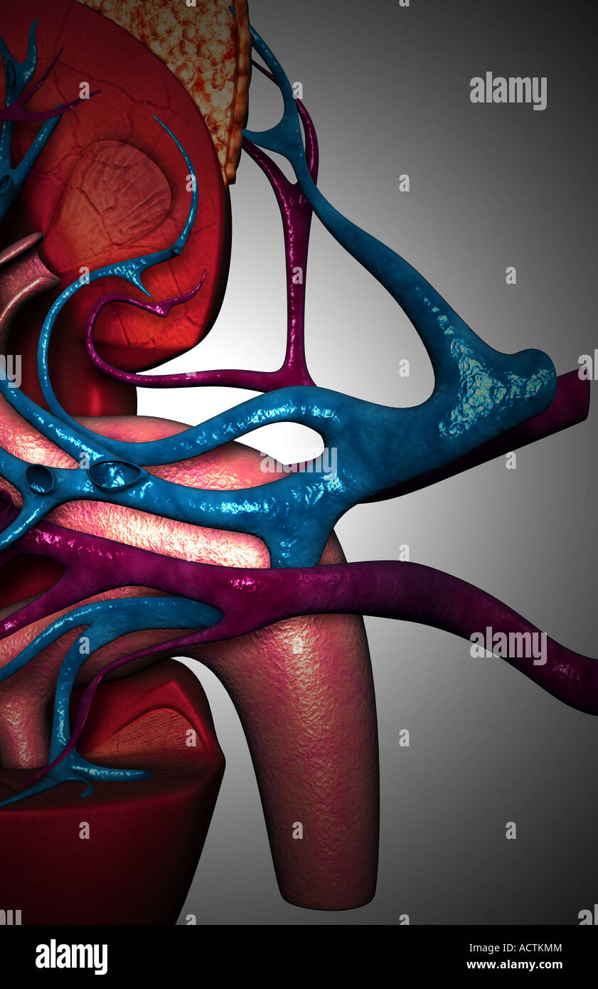 Blood supply of the kidneys Stock Photo - Alamy