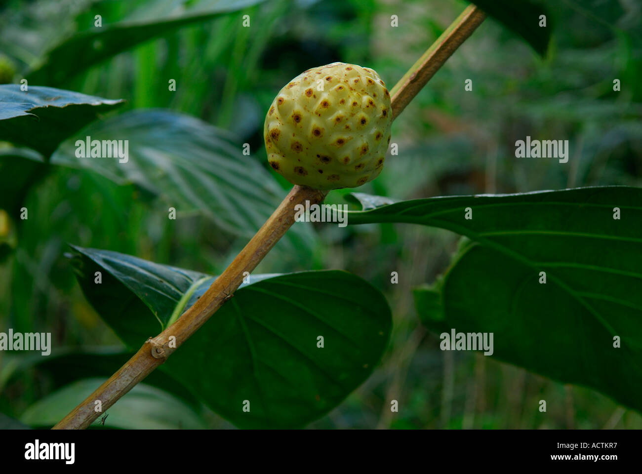 Noni fruit in the sacred Kalanikaula kukui Grove Molokai Hawaii Stock ...