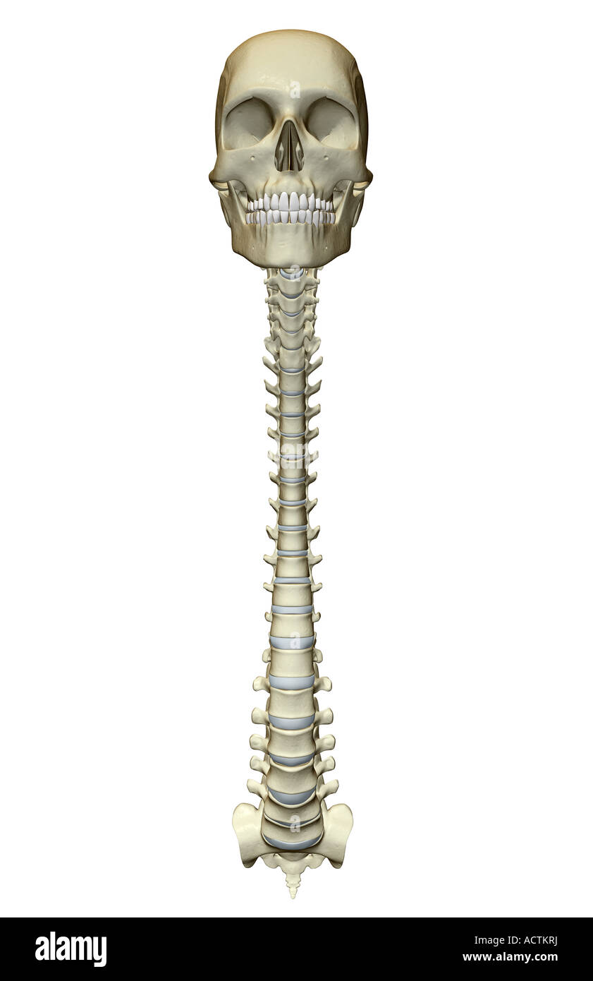 Structure human skull spinal Cut Out Stock Images & Pictures - Alamy