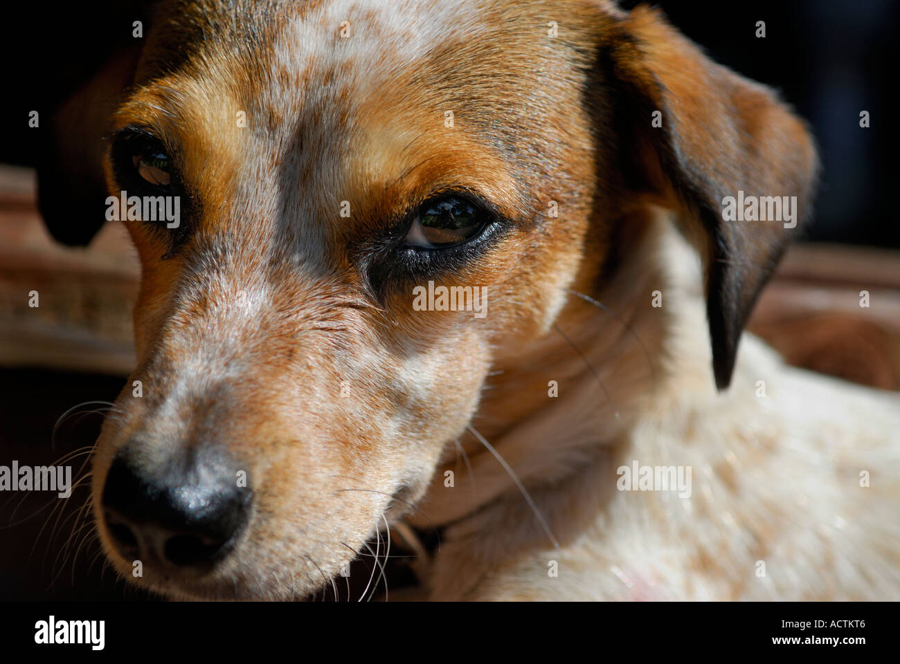 Sheepish puppy with mournful eyes Stock Photo - Alamy
