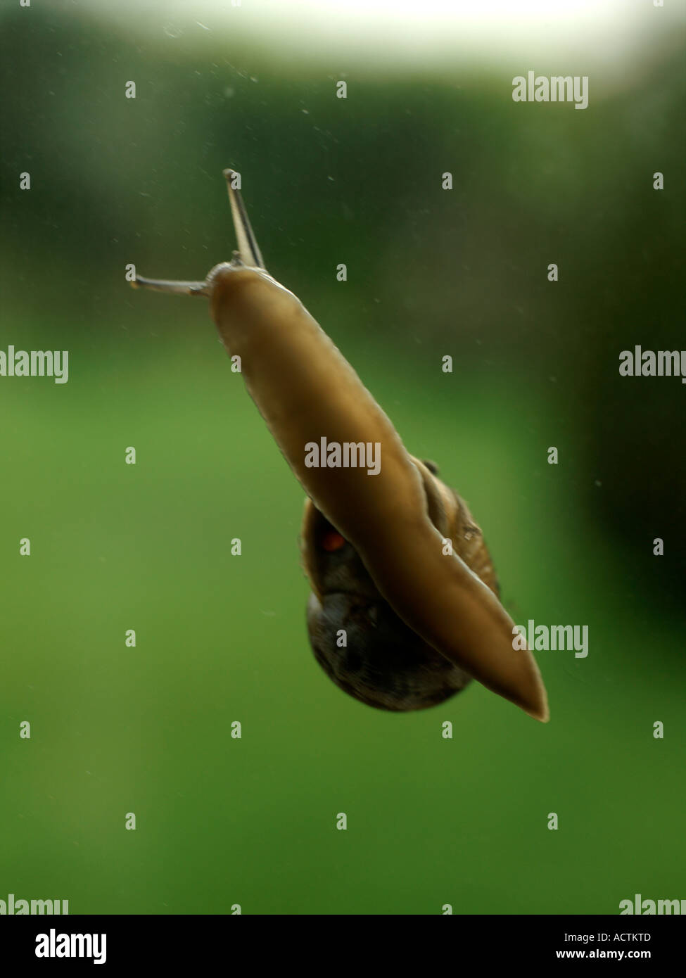 Snail on Window Pane Stock Photo - Alamy