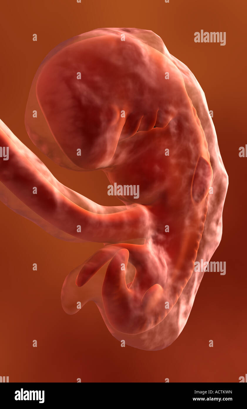 Growth embryonic period hi-res stock photography and images - Alamy