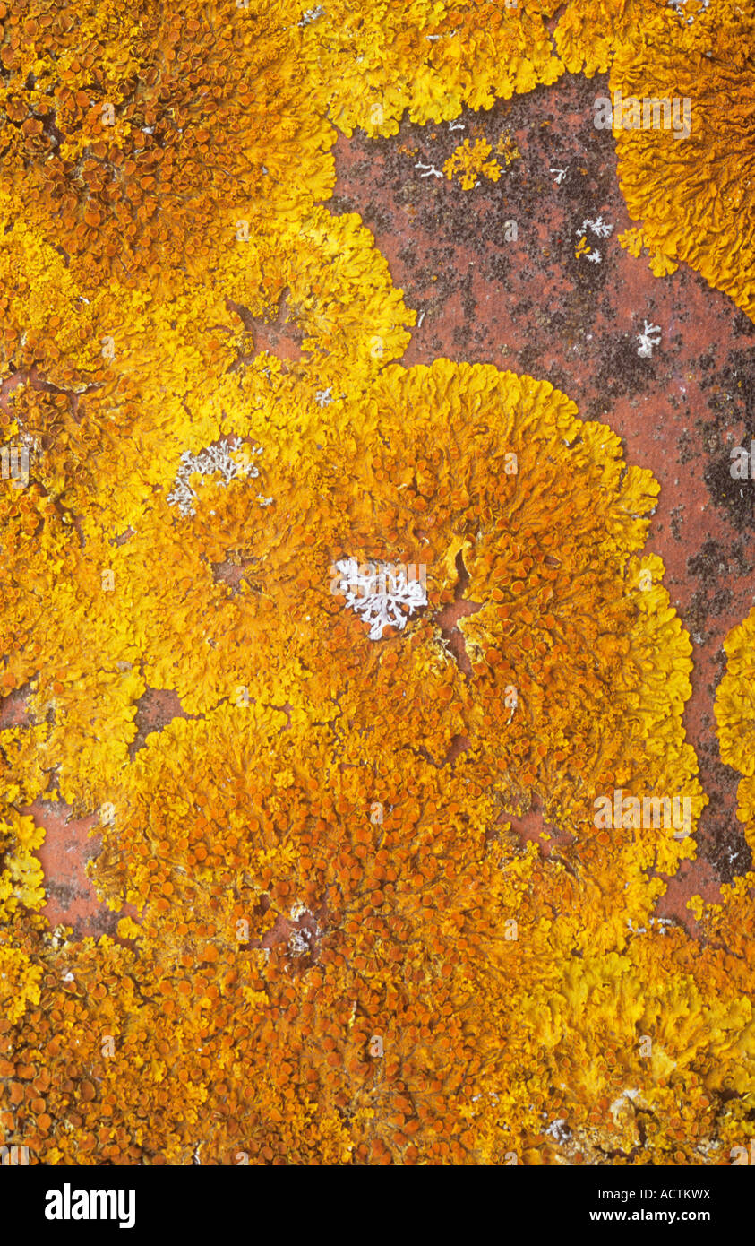 Close up of deep yellow and orange patches of lichen Xanthoria ...