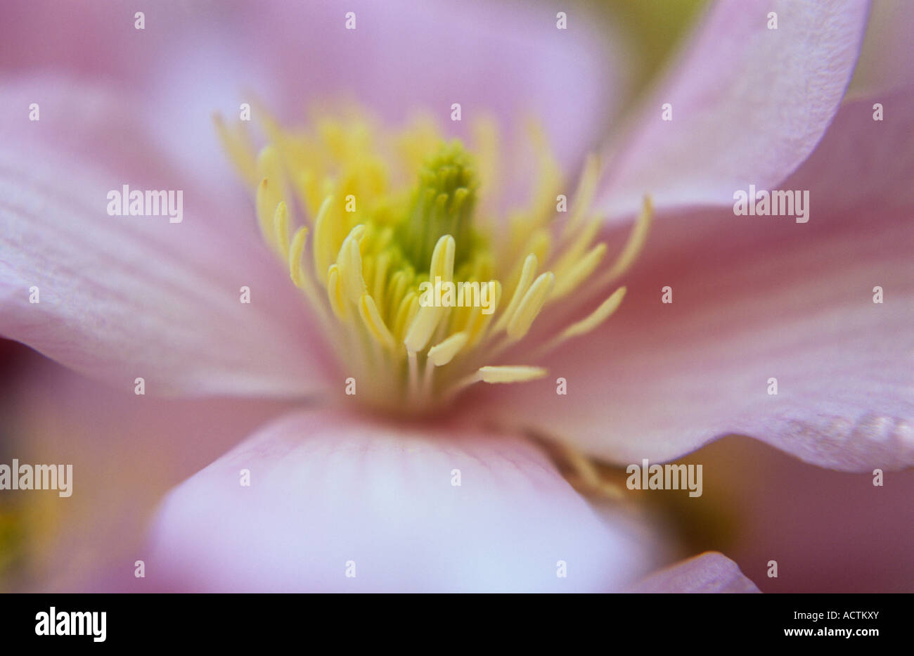 Close up of a single flower of Clematis Montana Elizabeth showing ...