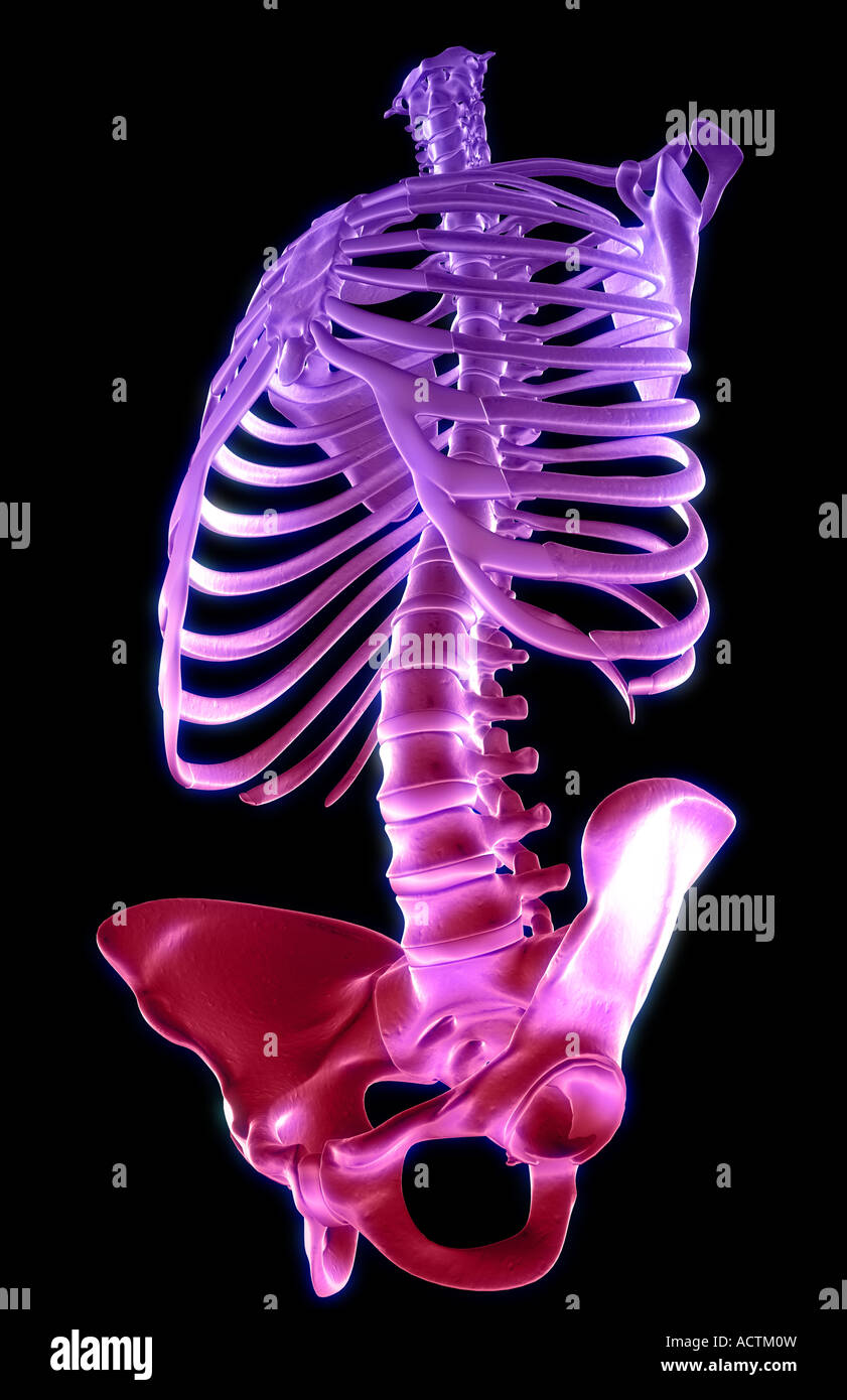 Bones of the trunk Stock Photo - Alamy