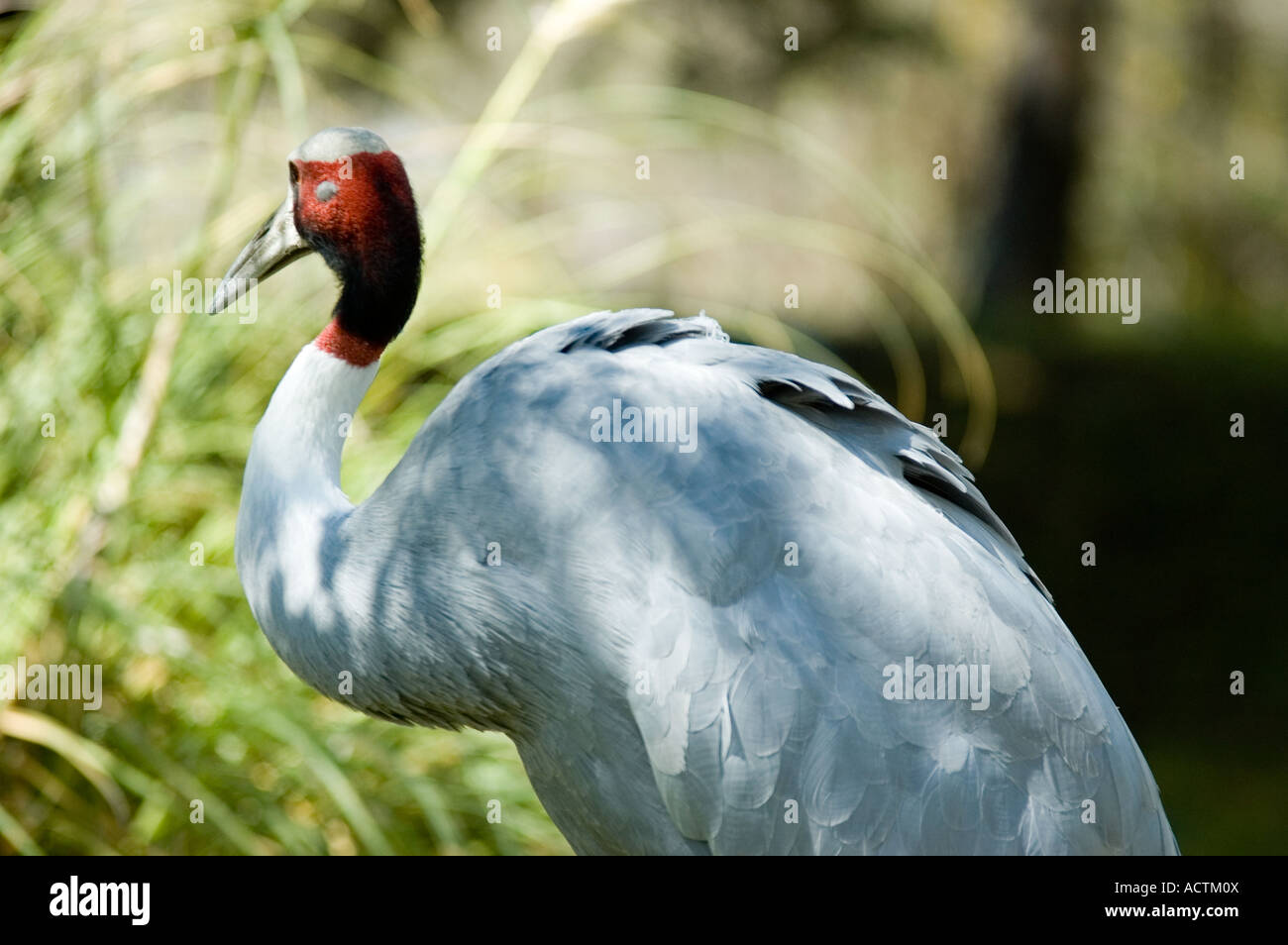 winged in a zoo Stock Photo - Alamy