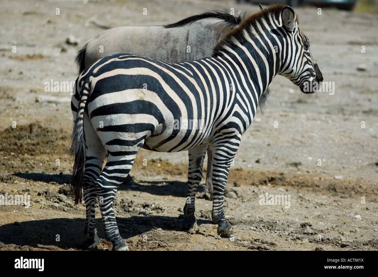 Zebras in a zoo hi-res stock photography and images - Alamy
