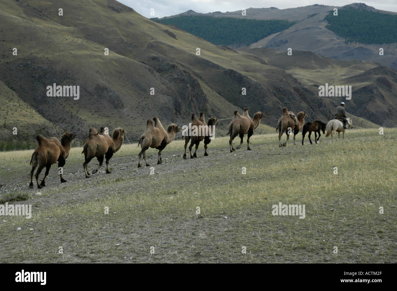 Caravan of camels in the steppe Kharkhiraa Mongolian Altai near ...