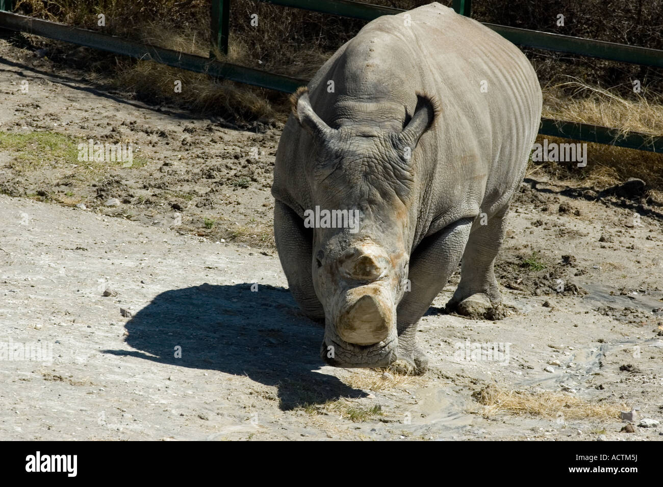 rhino in the zoo mexico Stock Photo - Alamy