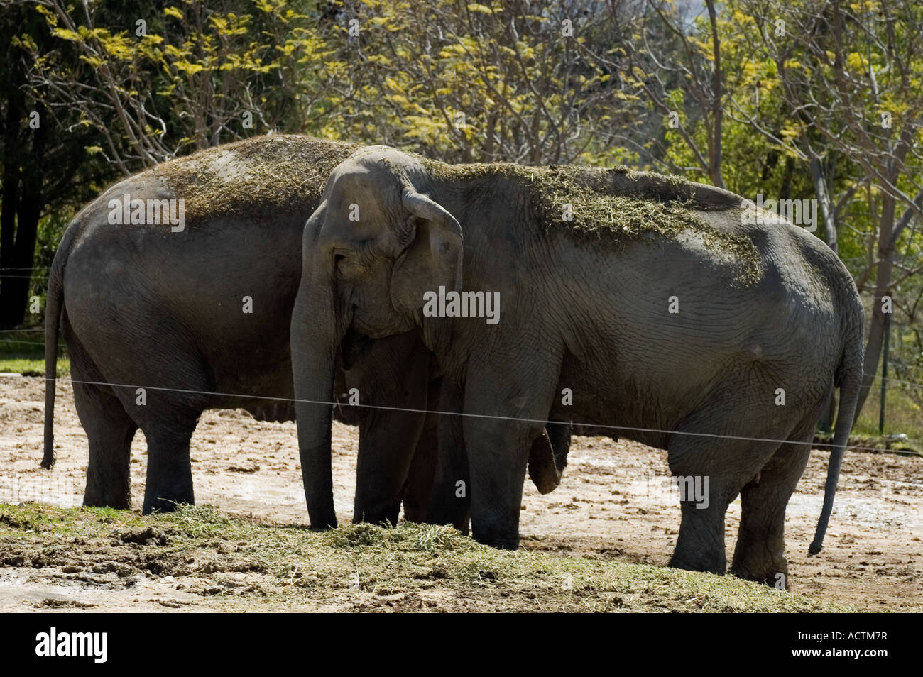 two Elephants in a mexican zoo Stock Photo - Alamy